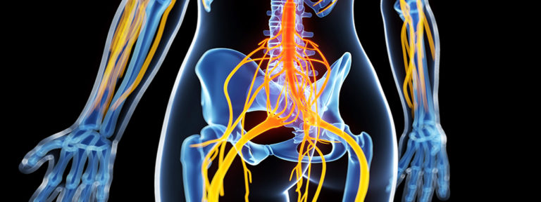 Anatomía • The Piemel